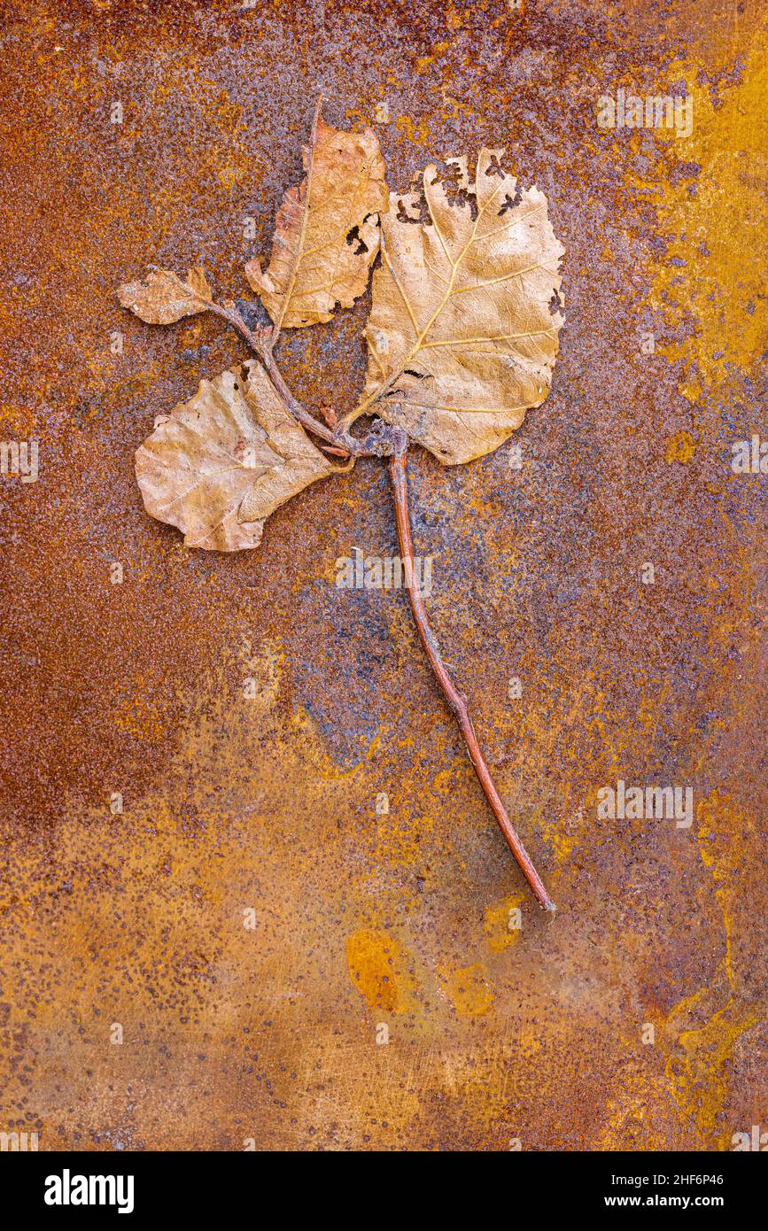 Dried leaf on rusty metal background hi-res stock photography and ...