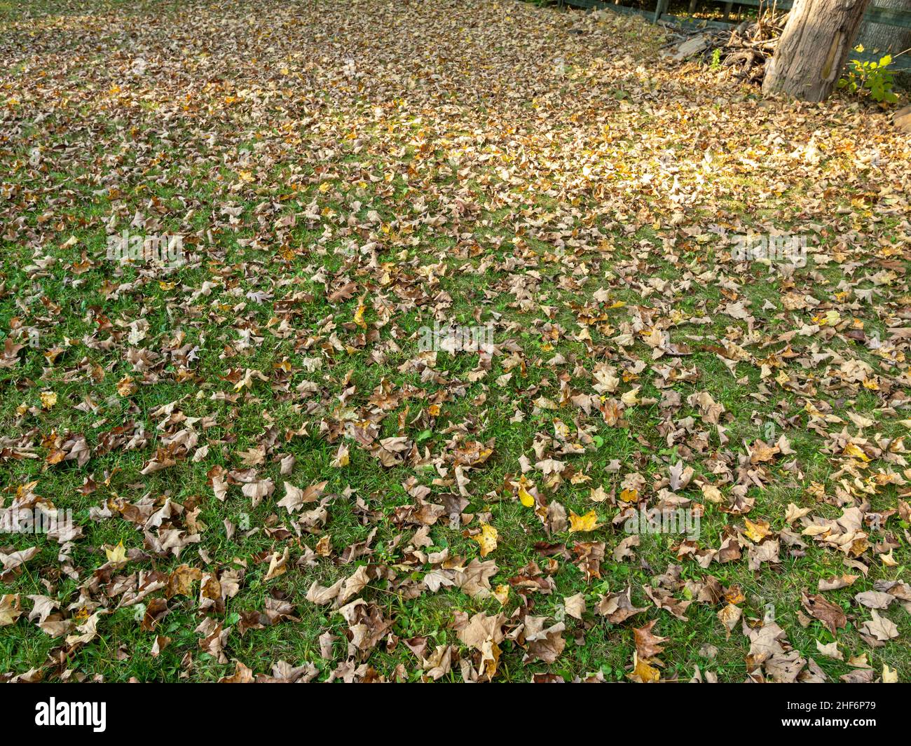 Lawn with leaves hi-res stock photography and images - Alamy