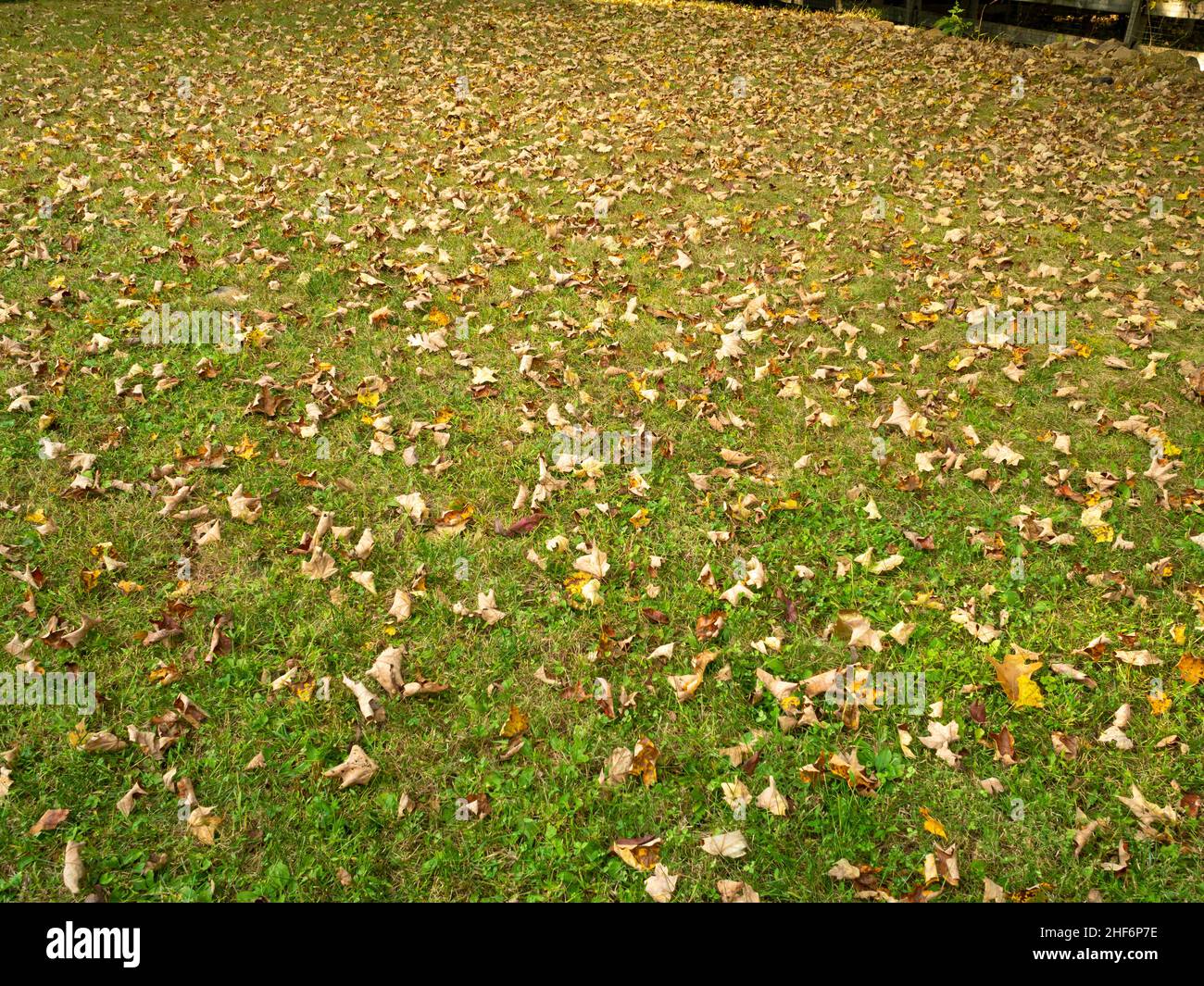 Lawn with leaves hi-res stock photography and images - Alamy
