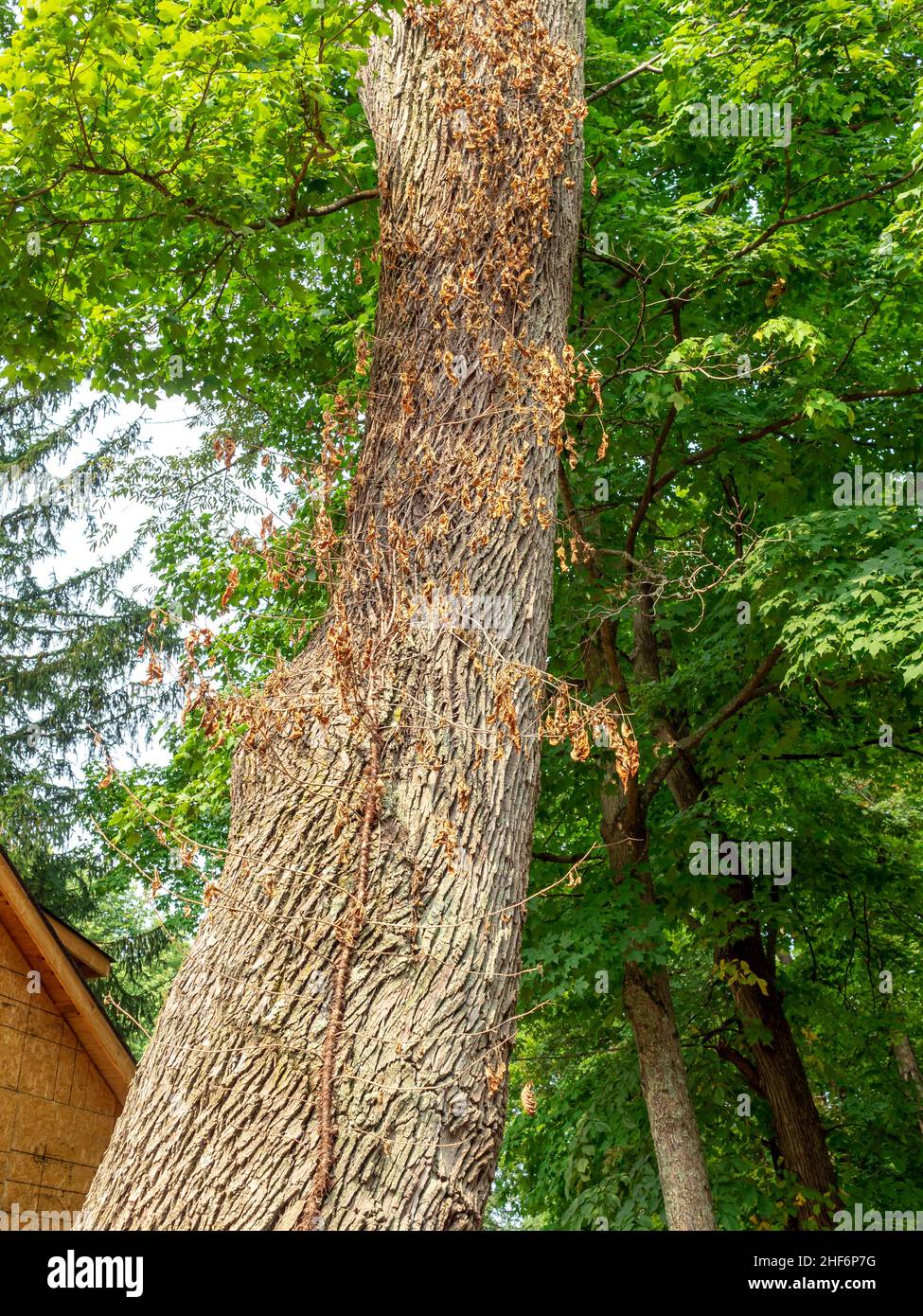 Poisonous bark hi-res stock photography and images - Alamy