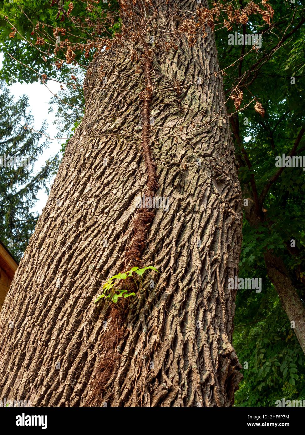 Dead garden tree hi-res stock photography and images - Alamy