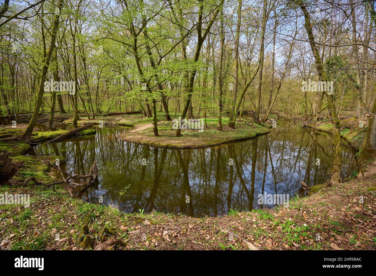 Alluvial forest, floodplain, spring, Kinzig, Erlensee, Hanau, Hesse ...
