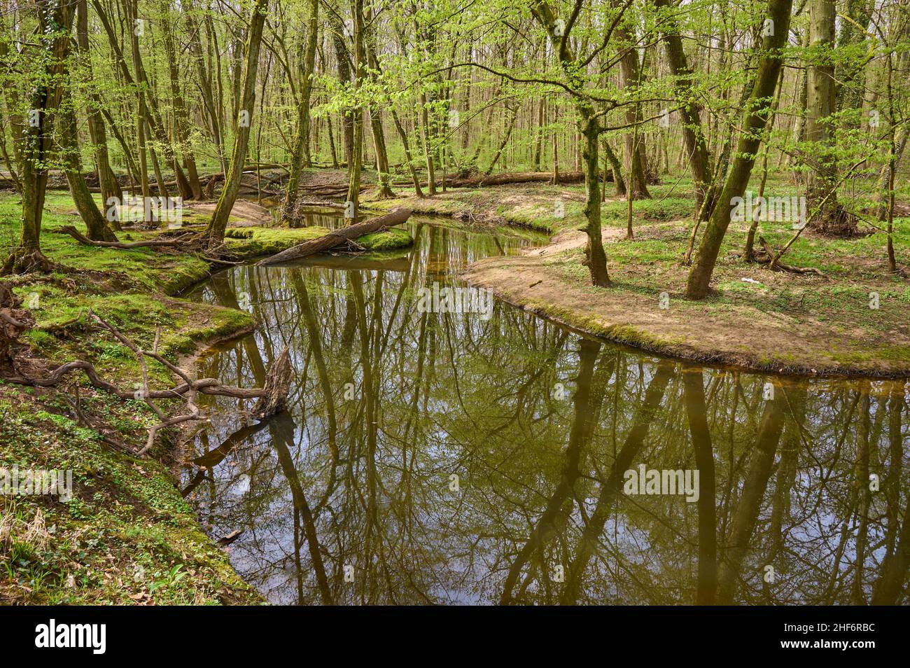 Alluvial forest, floodplain, spring, Kinzig, Erlensee, Hanau, Hesse ...