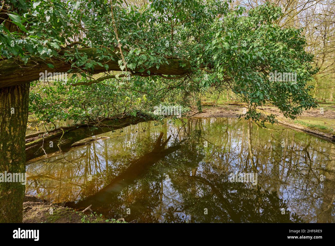 Ivy, oak tree, alluvial forest, spring, Kinzig, Erlensee, Hanau, Hesse ...