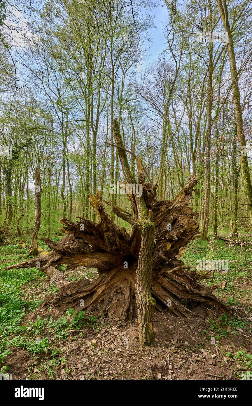 Root, oak tree, alluvial forest, spring, Kinzig, Erlensee, Hanau, Hesse ...