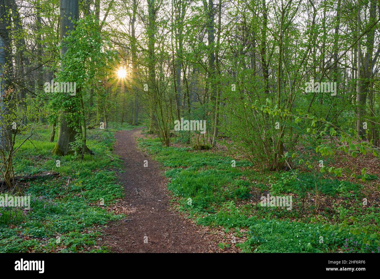 Path, forest, sun, spring, meadows - Oberwald, Erlensee, Hanau, Hesse ...