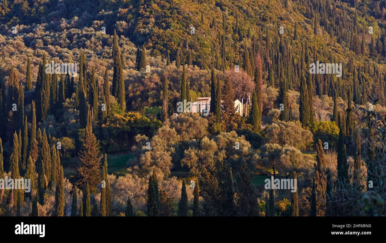 Greece, Greek Islands, Ionian Islands, Corfu, spring, cypress grove ...