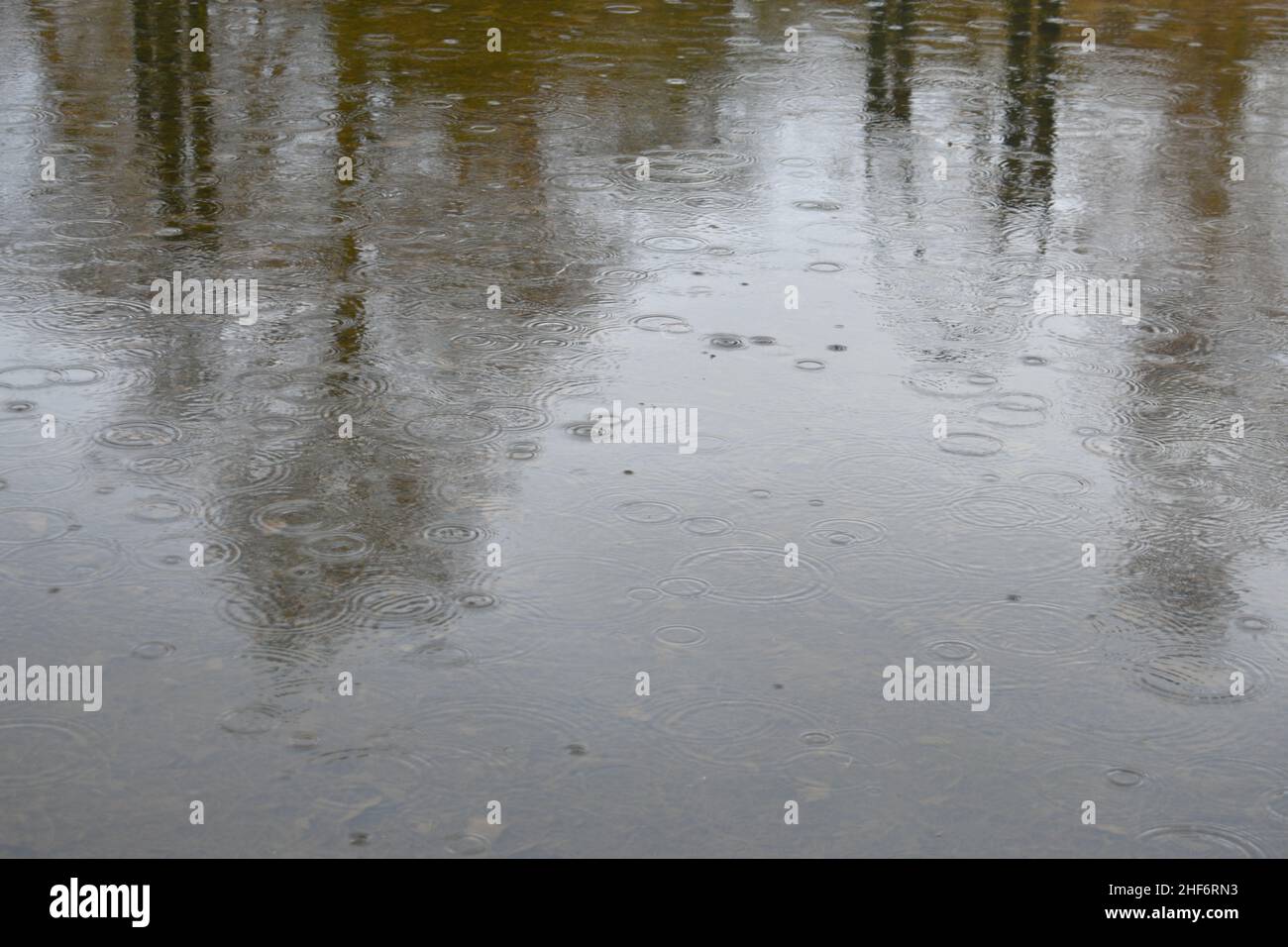 image of rain puddle showing reflection on trees in public park ...