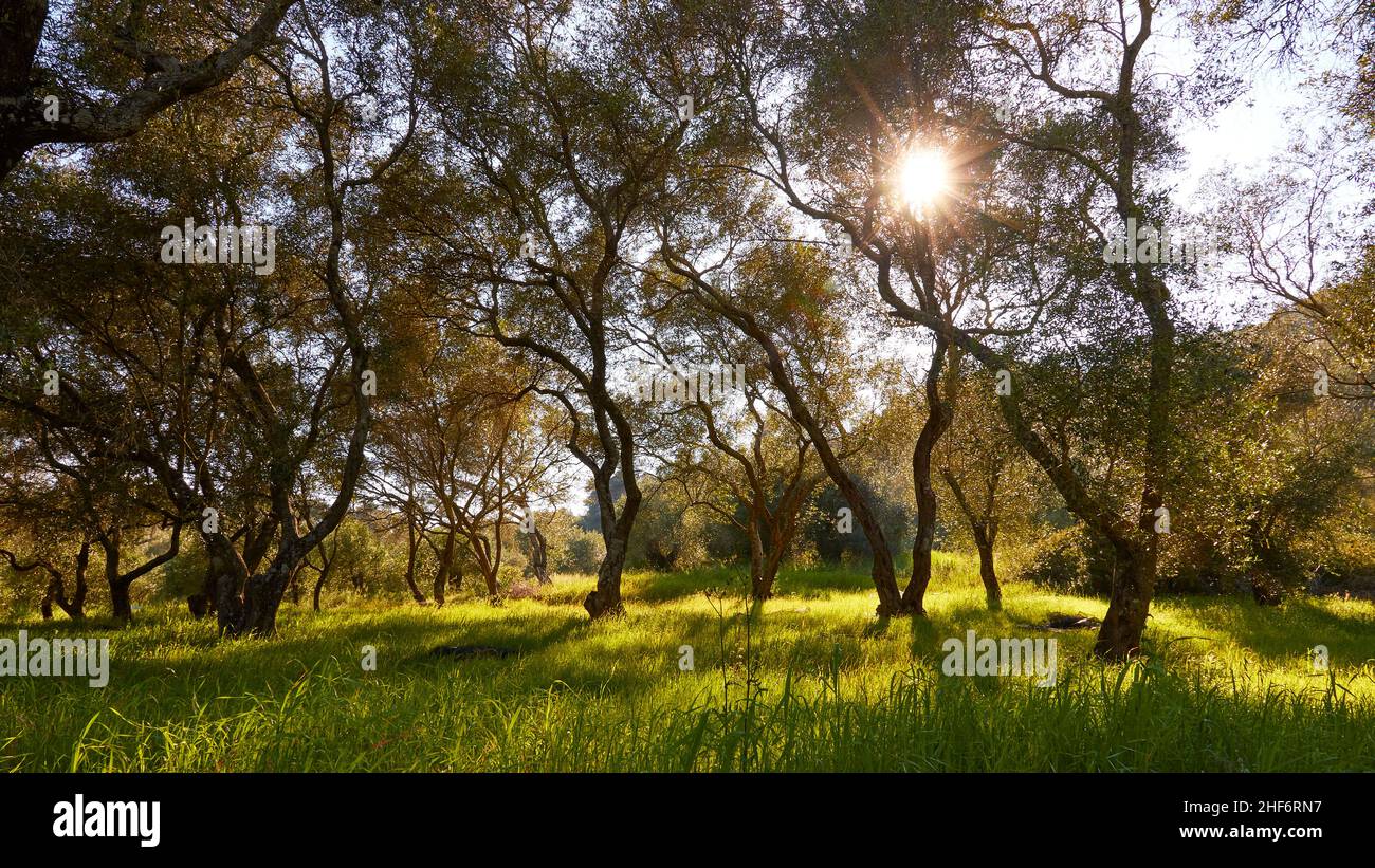 Greece, Greek Islands, Ionian Islands, Corfu, spring, spring meadows ...