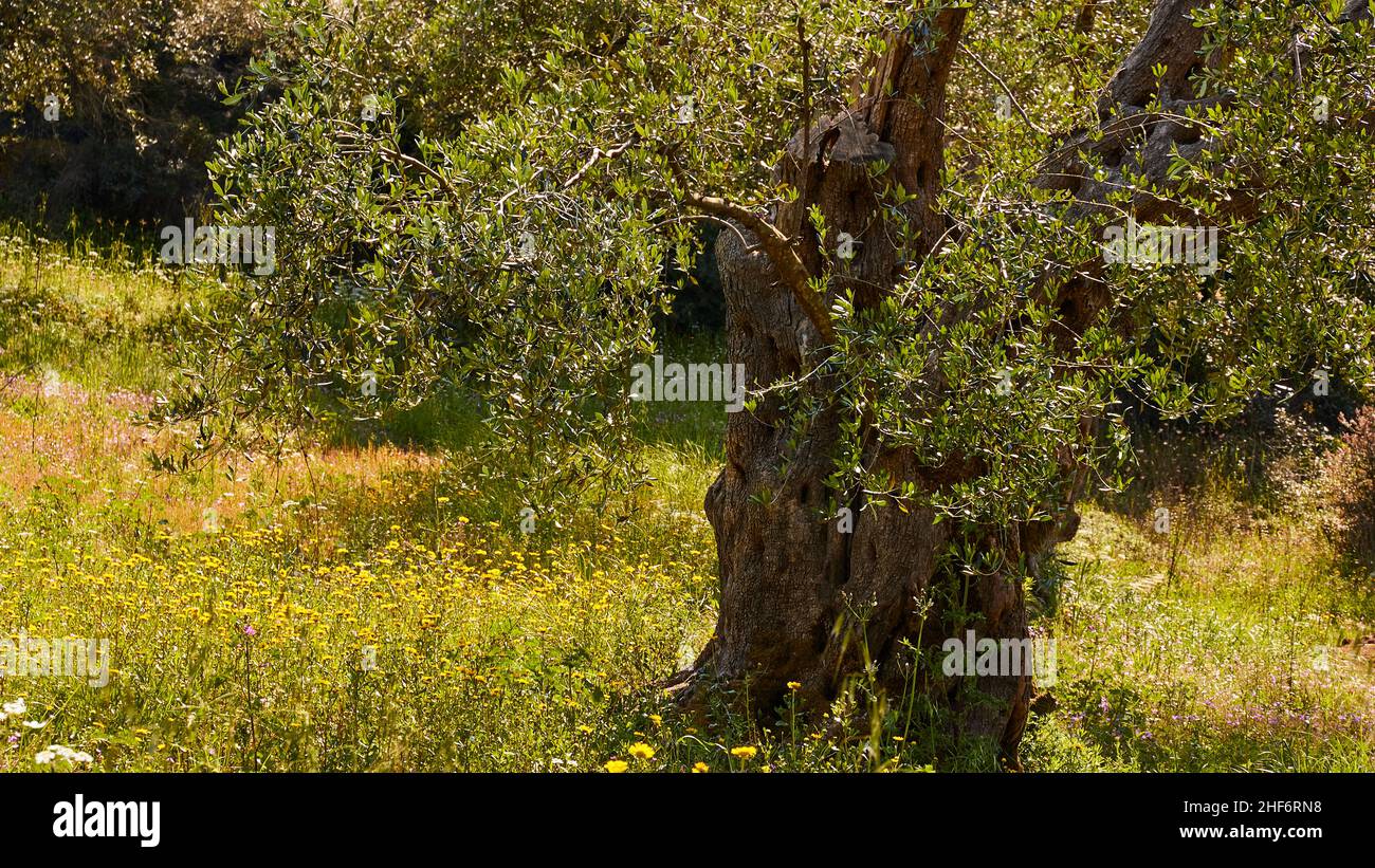 Corfu island olive tree hi-res stock photography and images - Alamy