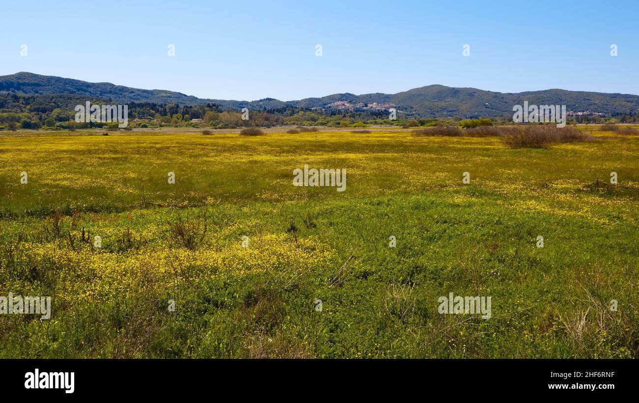 Green meadows with thousands of yellow flowers hi-res stock photography ...