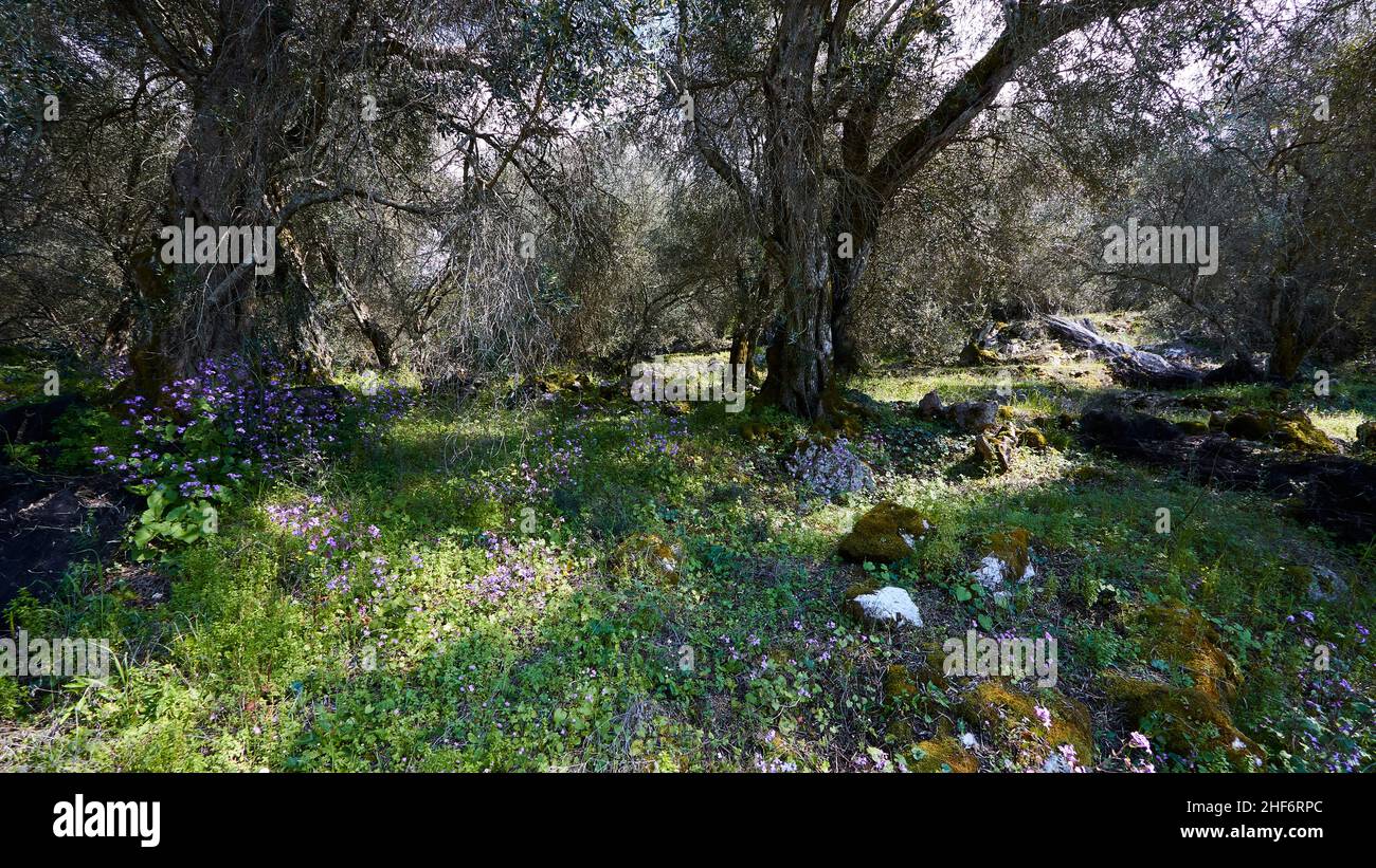 Corfu olive trees hi-res stock photography and images - Alamy