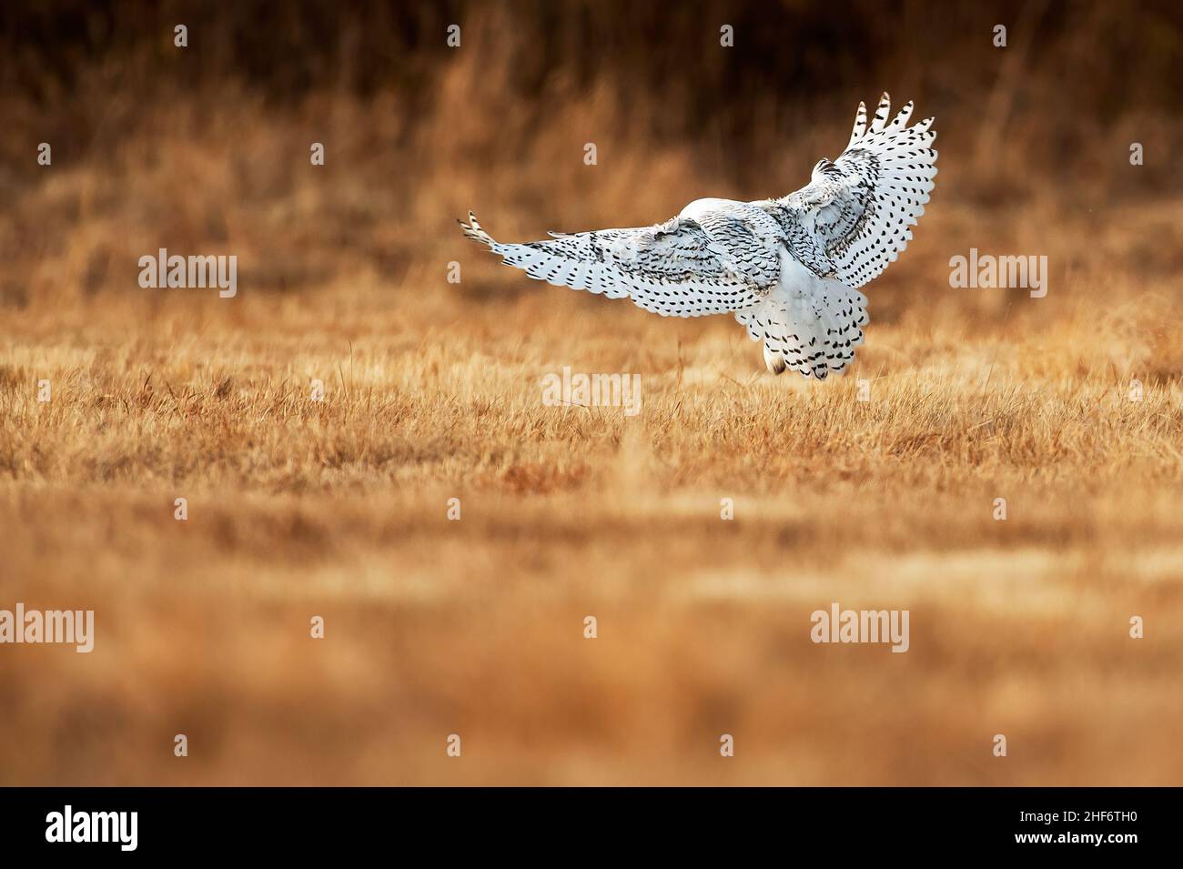 Snowy owl migration hi-res stock photography and images - Alamy