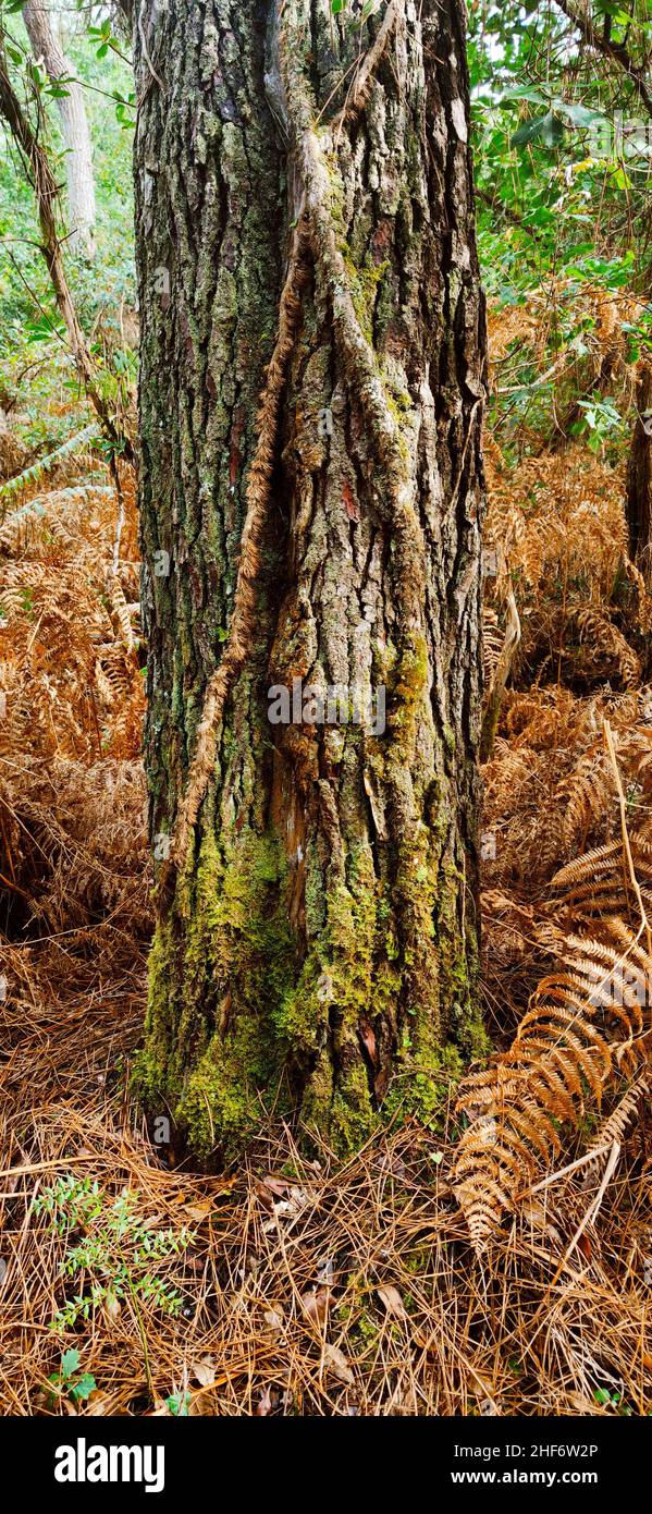 Atlantic tree hi-res stock photography and images - Alamy