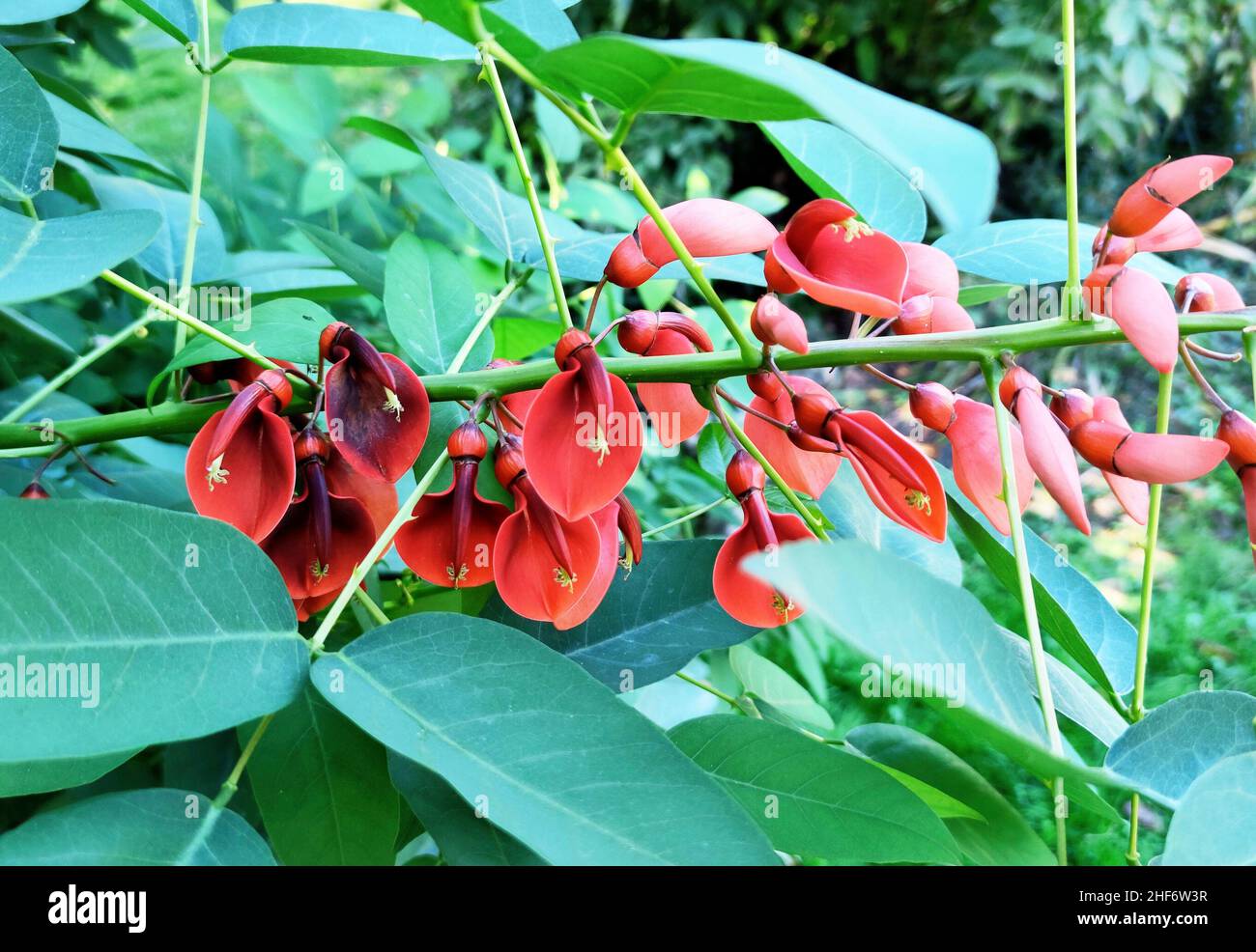 Coral Tree High Resolution Stock Photography and Images - Alamy