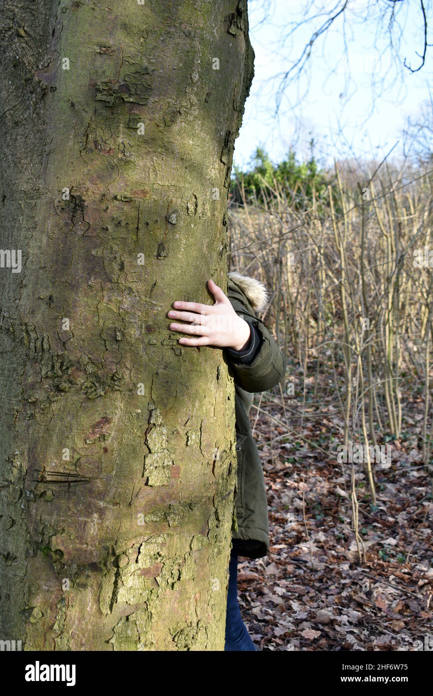 young child hiding behind a tree in woodland showing just his hand.The ...