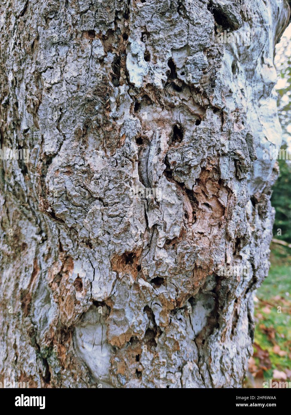 Boreholes caused by pests in the distinctive bark of the sycamore trunk ...