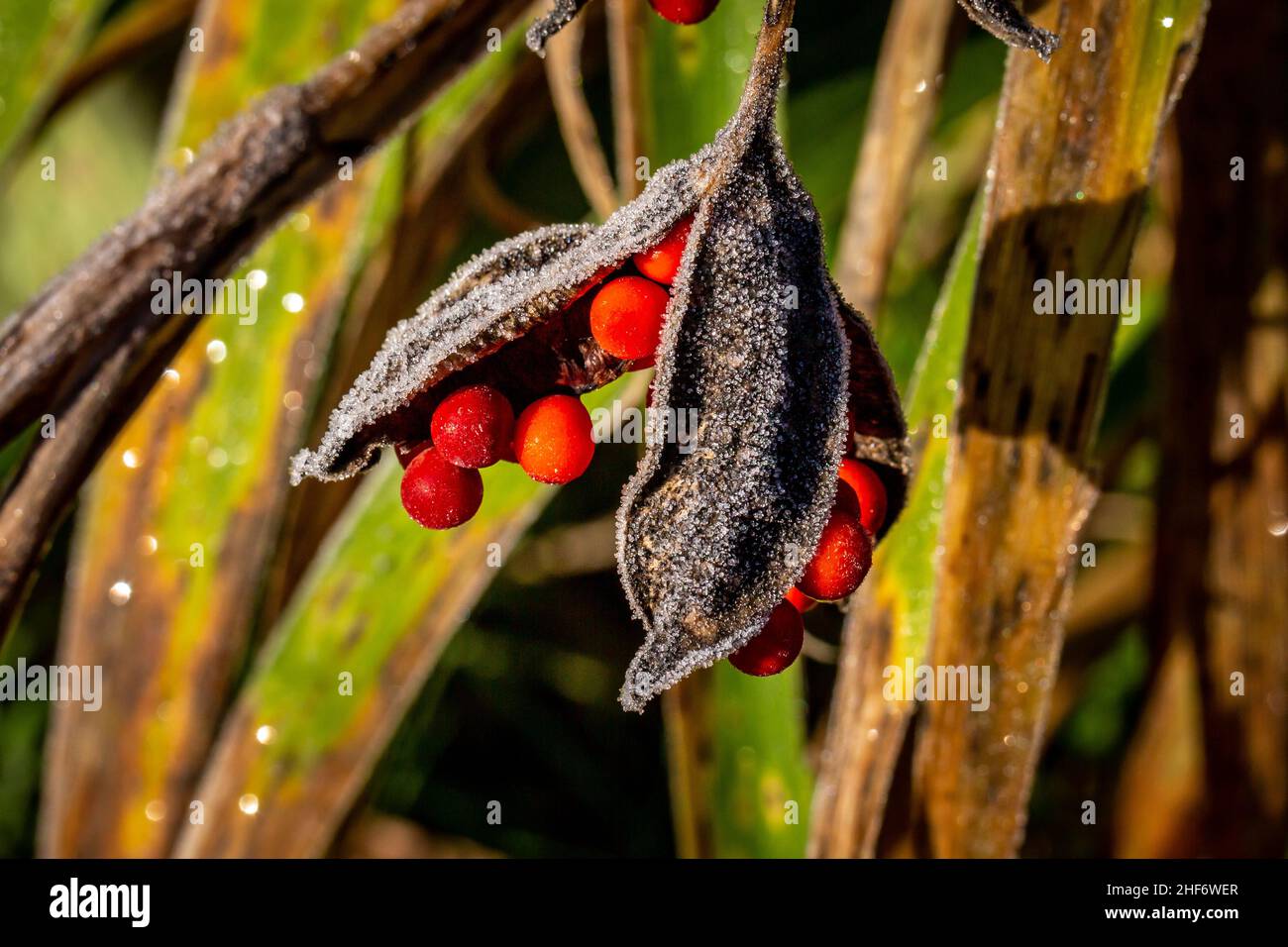 Iris foetidissima winter hi-res stock photography and images - Alamy