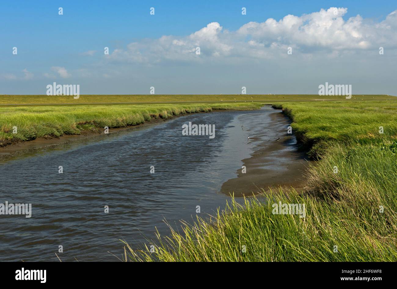 Drainage ditch in a coastal landscape with salt marshes hi-res stock ...