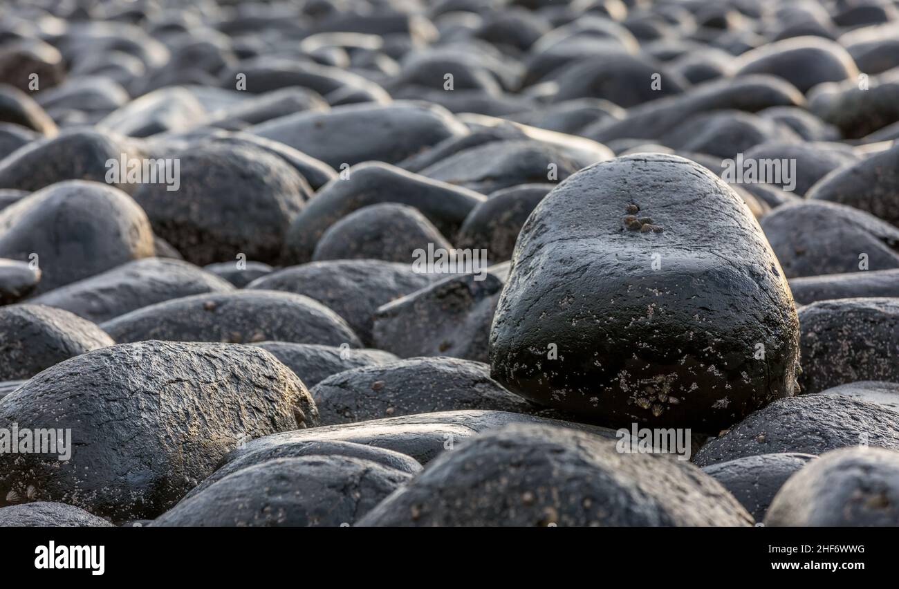 A close-up of the famous & very slippery black boulders at Dunstanburgh ...
