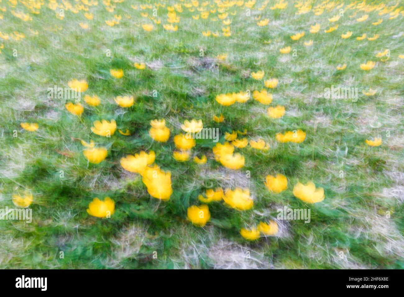 Blurred flower photography hi-res stock photography and images - Alamy