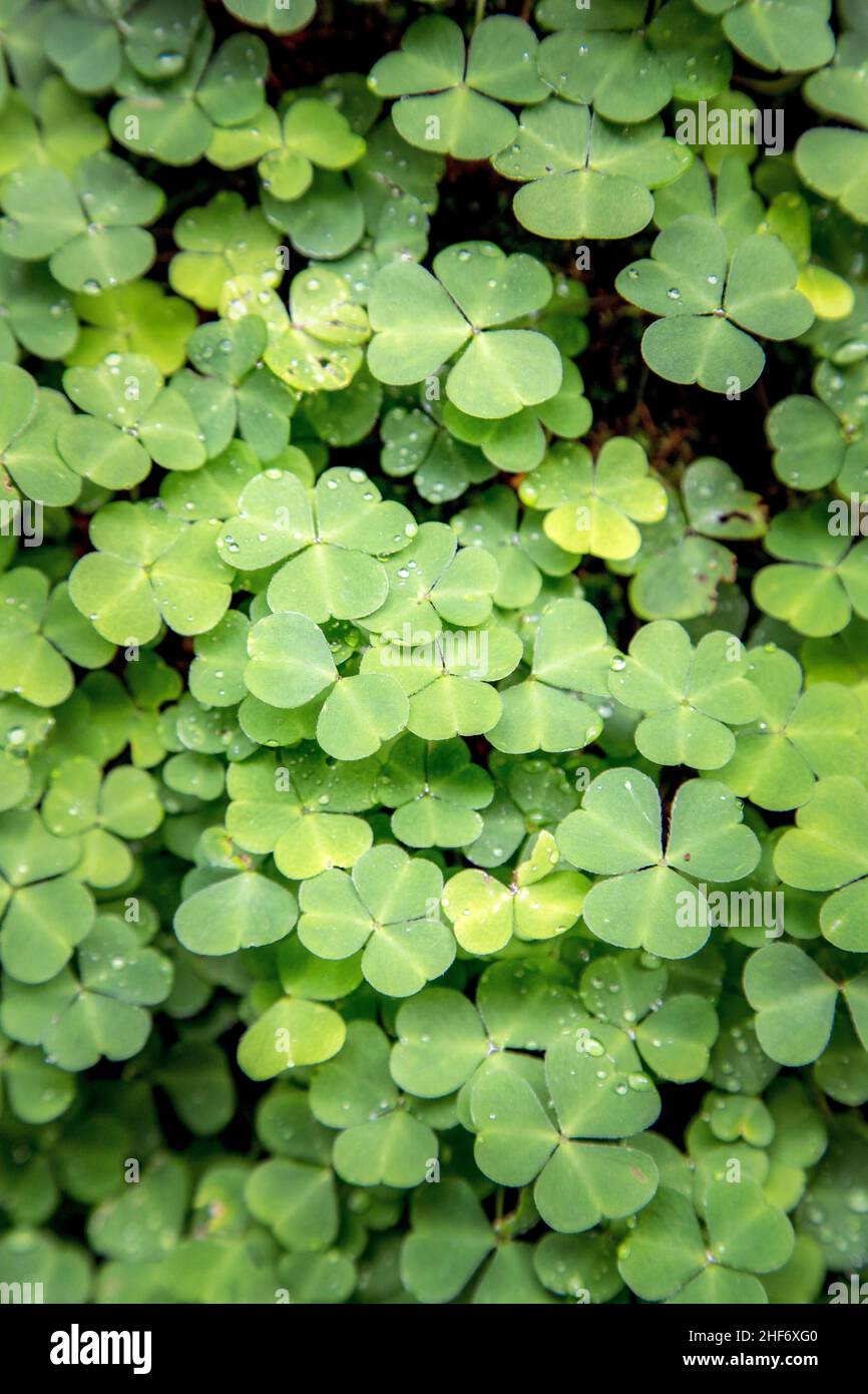 Oxalis acetosella, wood sorrel or common wood sorrel, green leaves ...