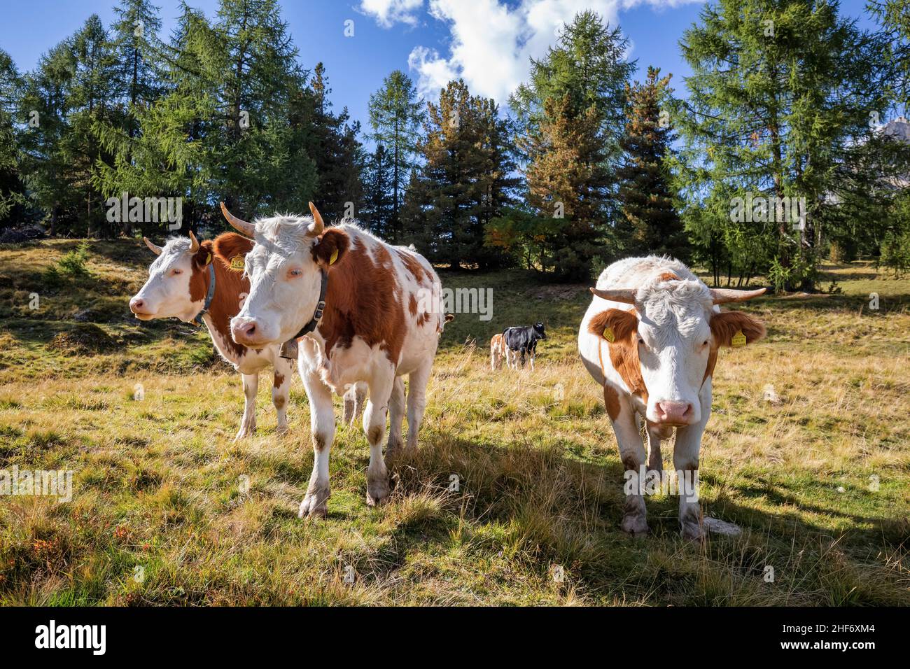 Europe, Italy, Dolomites, Belluno province, Livinallongo del Col di ...