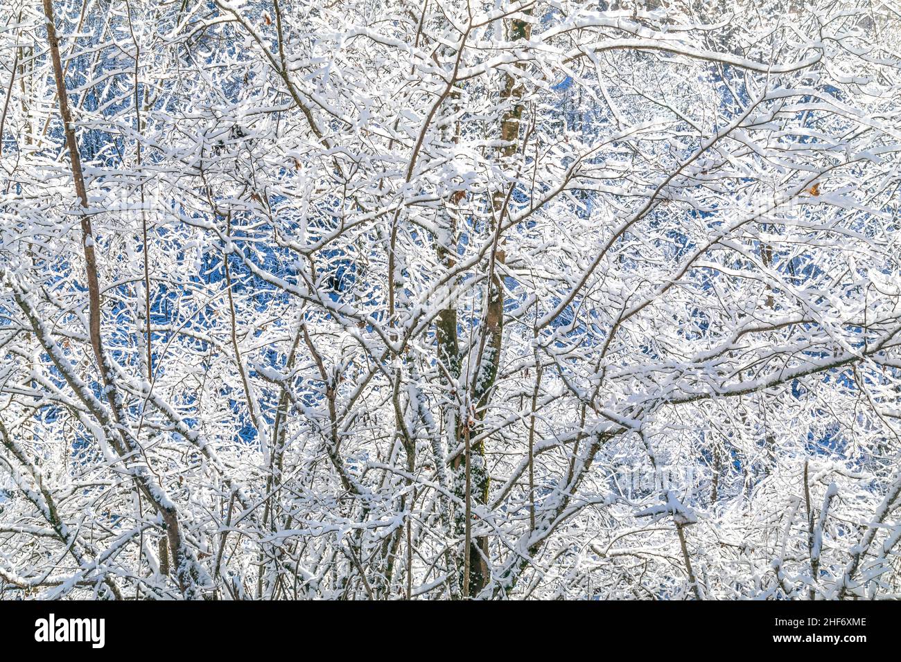 Deciduous tree hi-res stock photography and images - Alamy