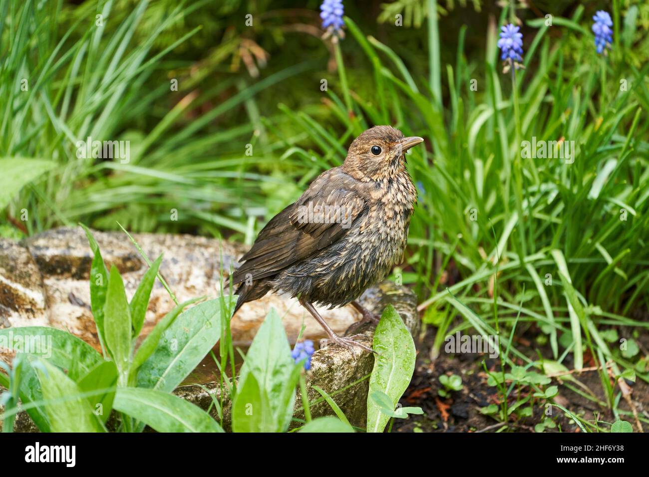 Blackbird, Black Thrush, Turdus merula Stock Photo - Alamy