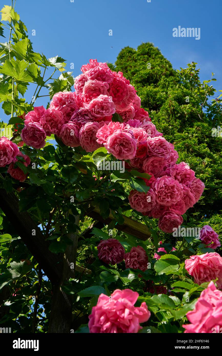 Rank roses hi-res stock photography and images - Alamy