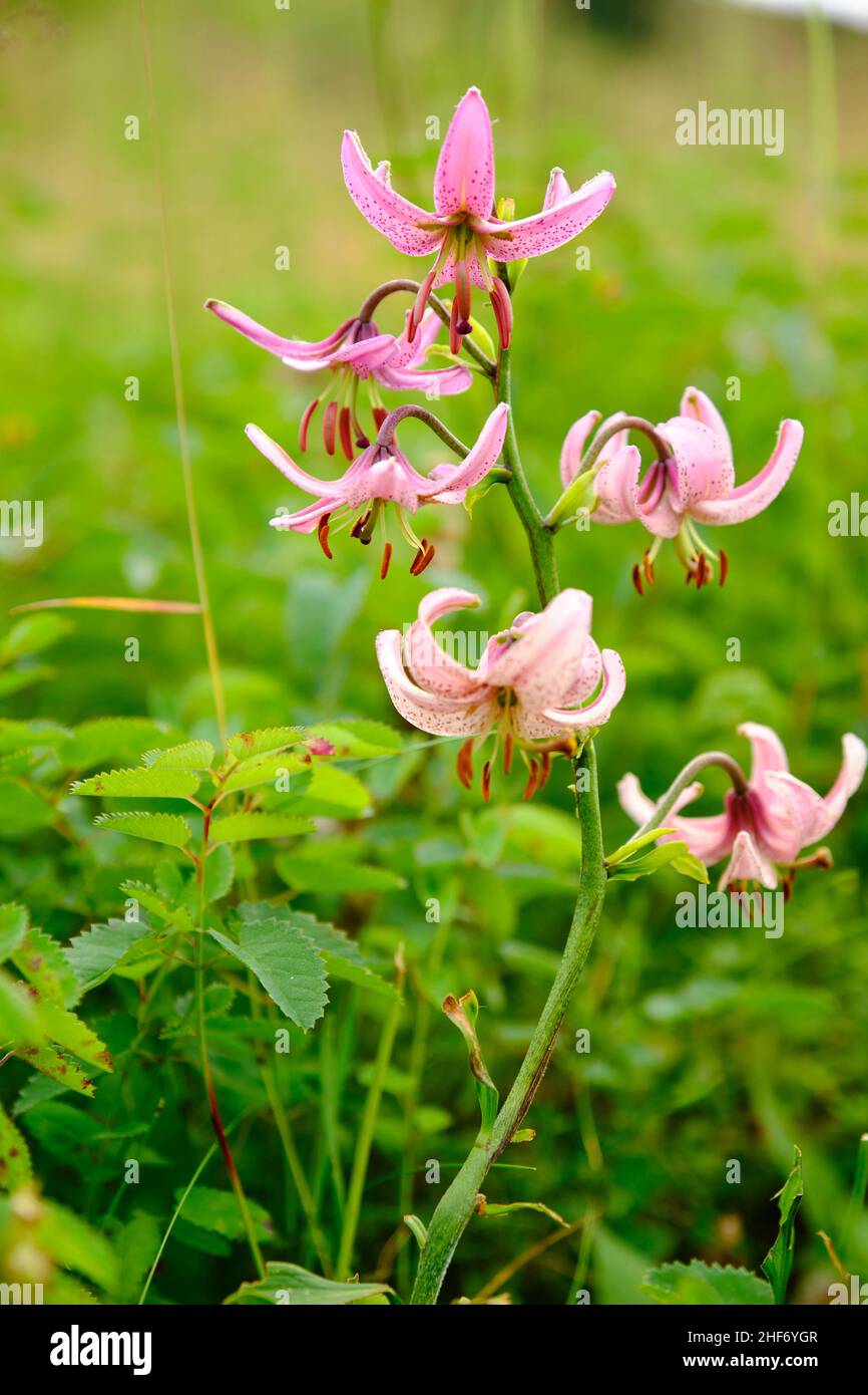 Turban lily hi-res stock photography and images - Alamy