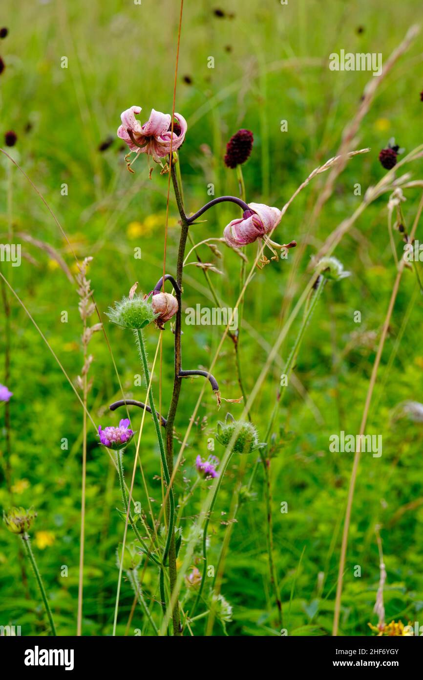 turban lily, Lilium martagon Stock Photo - Alamy