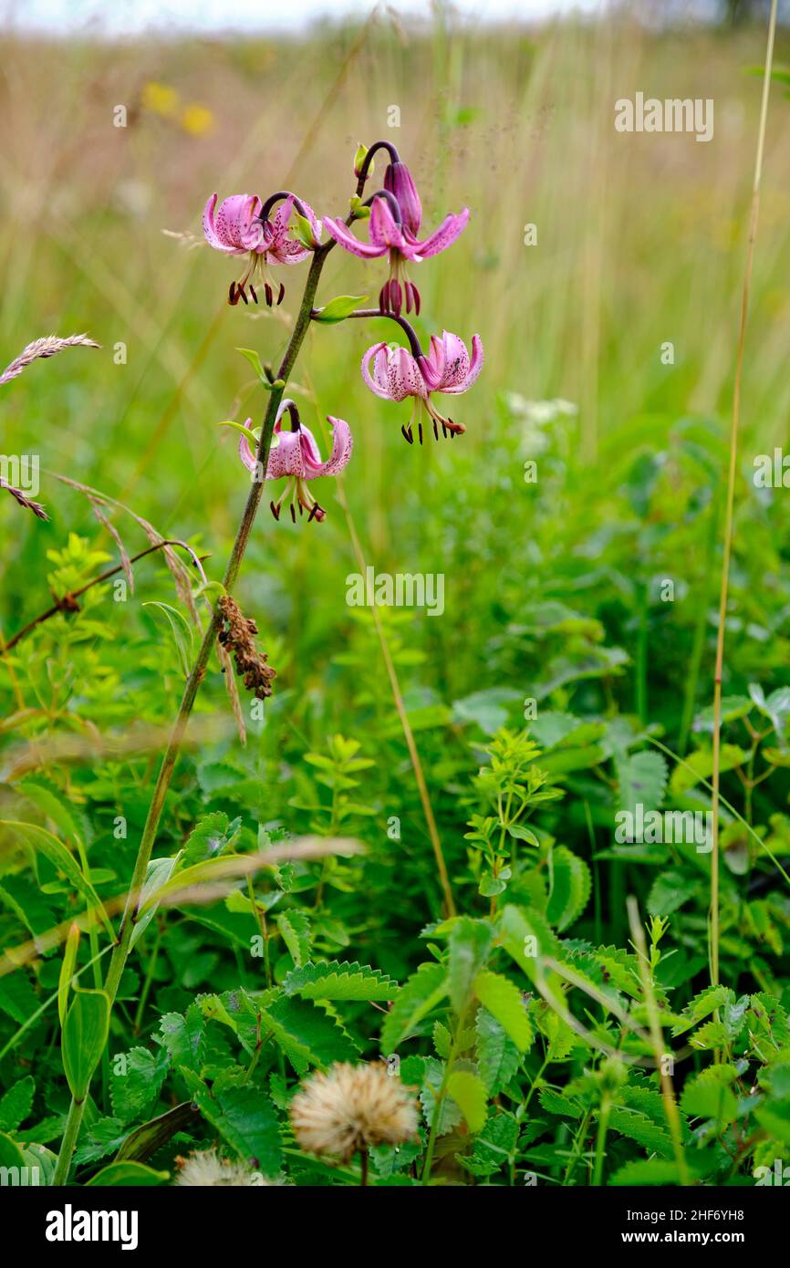 Turban lily hi-res stock photography and images - Alamy