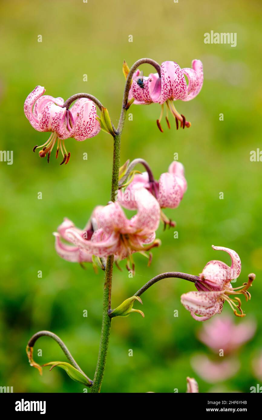 Turban lily hi-res stock photography and images - Alamy
