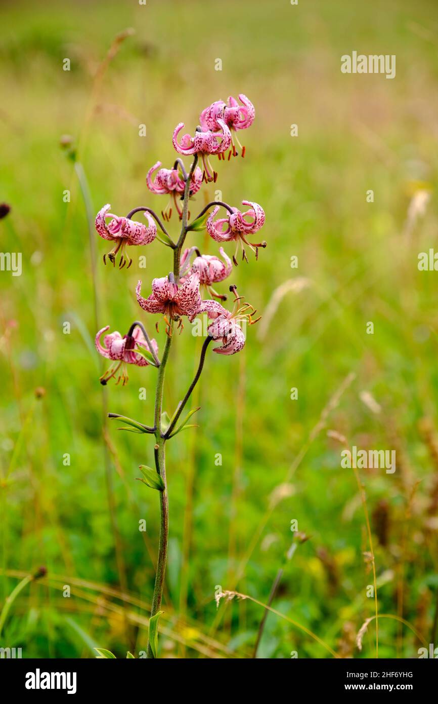 Turban Lily High Resolution Stock Photography and Images - Alamy