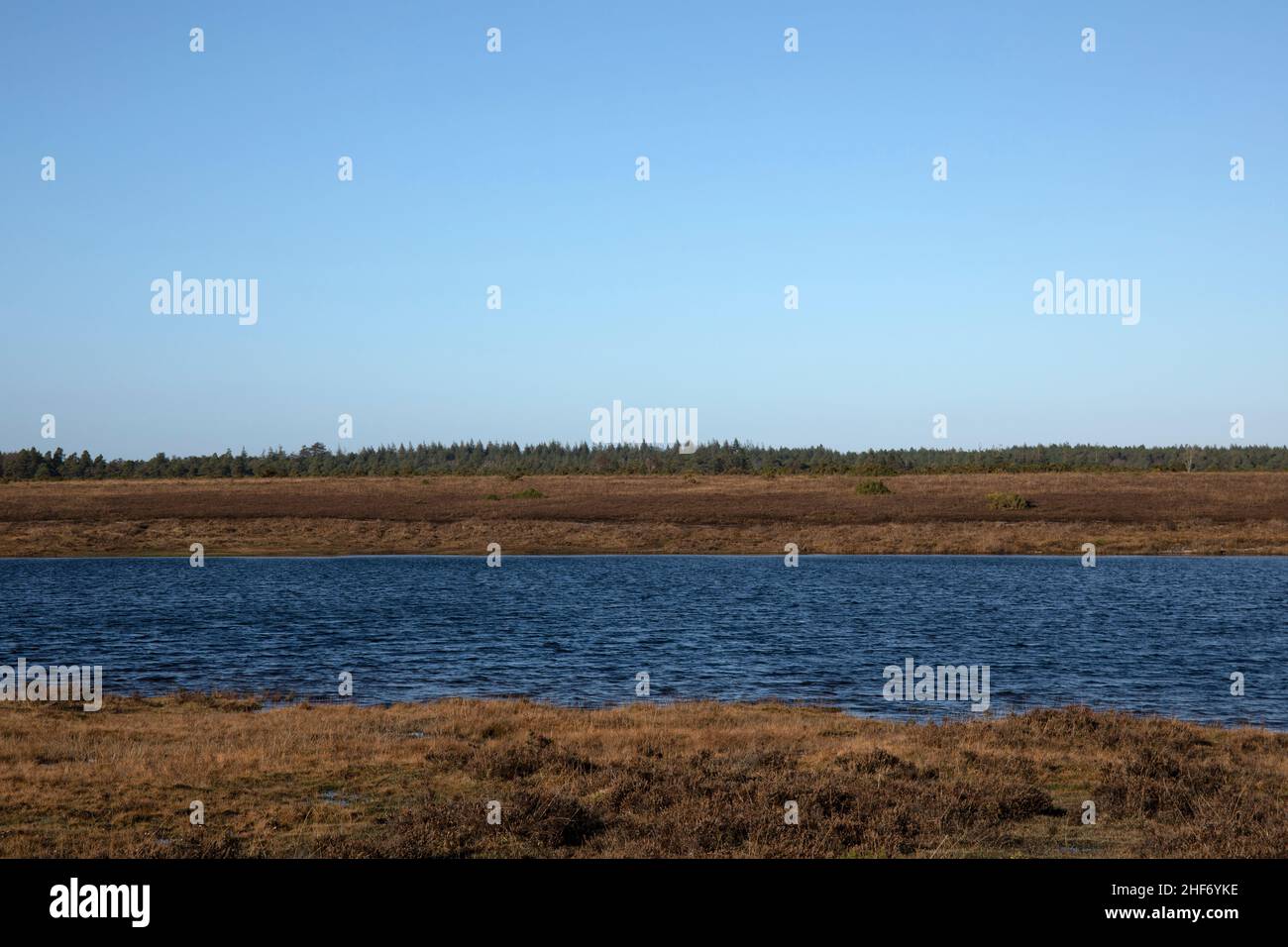 Water/Pond, Heathland, Woodland, New Forest Landscape Stock Photo - Alamy