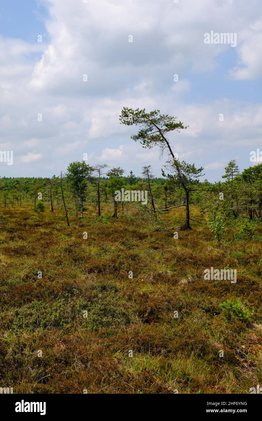 Landscape in the nature reserve Schwarzes Moor, Rhoen Biosphere Reserve ...