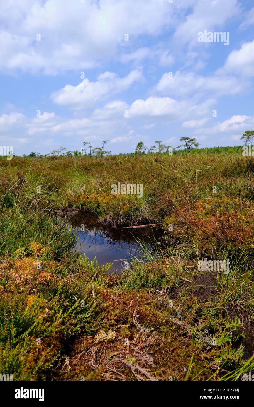 Landscape in the nature reserve Schwarzes Moor, Rhoen Biosphere Reserve ...