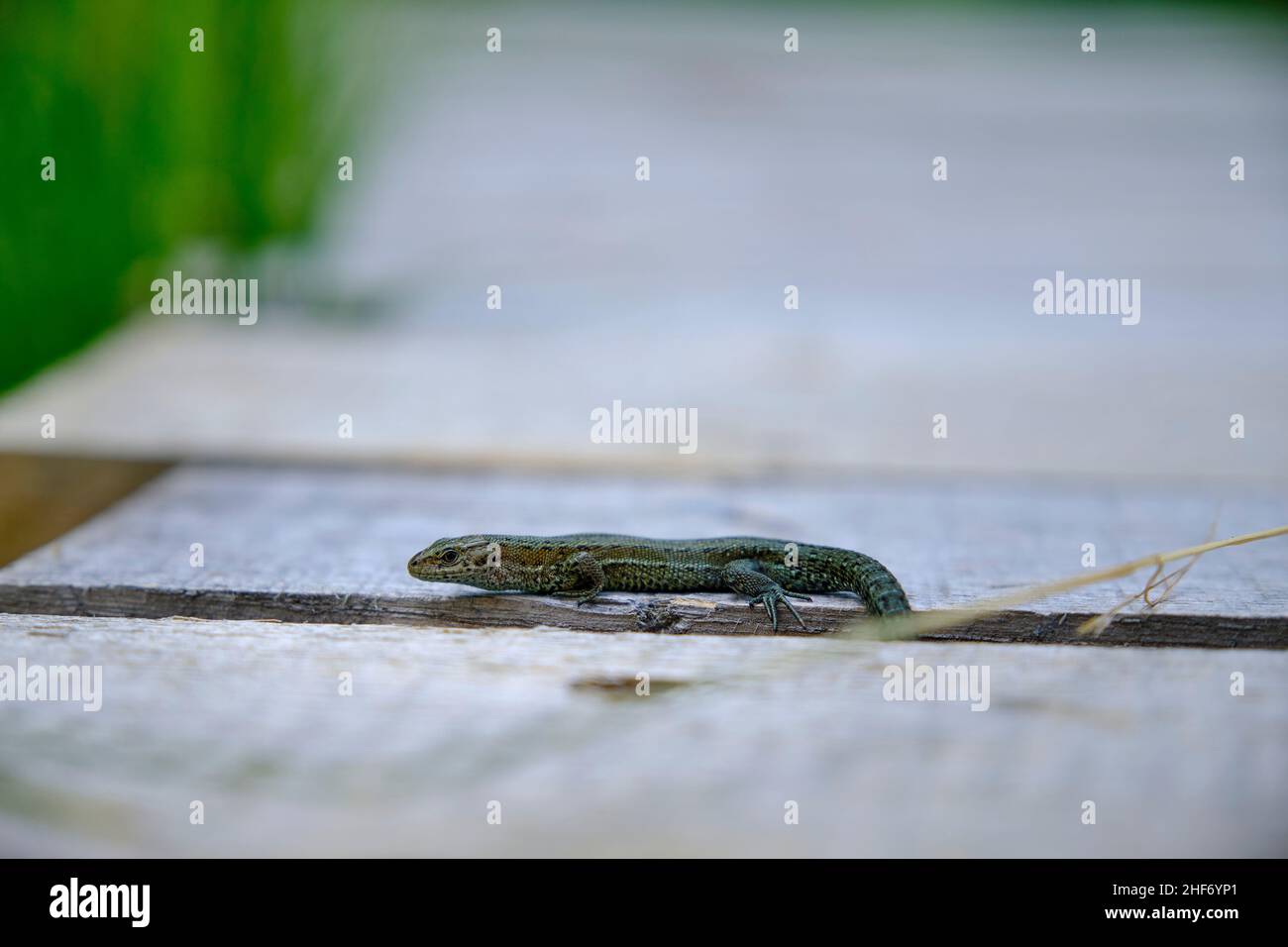 Forest lizard, Zootoca vivipara, Lacerta vivipara, mountain lizard, bog ...
