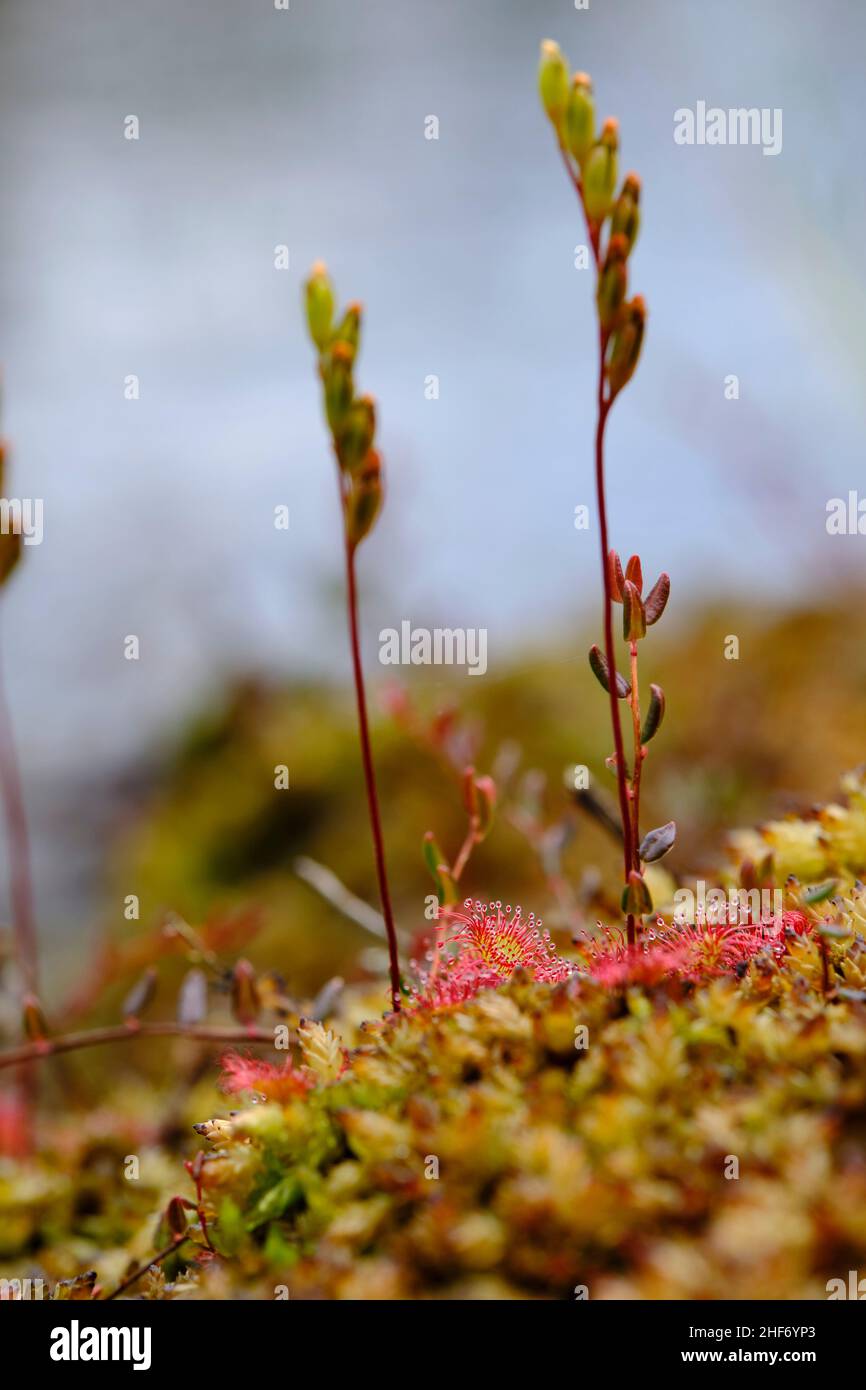 Flowering sundew hi-res stock photography and images - Alamy