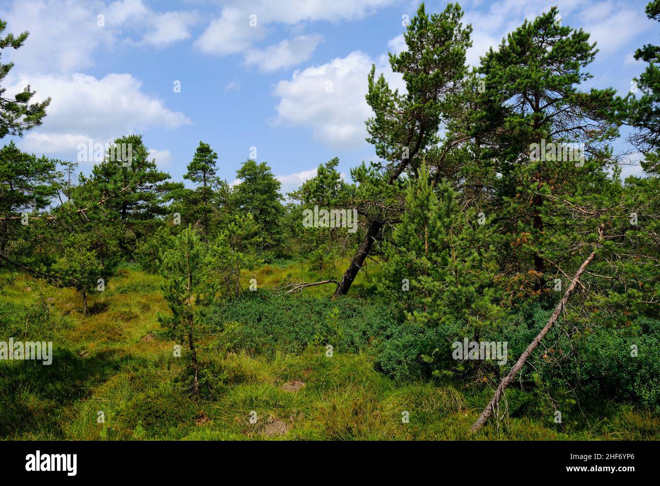 Landscape in the nature reserve Schwarzes Moor, Rhoen Biosphere Reserve ...