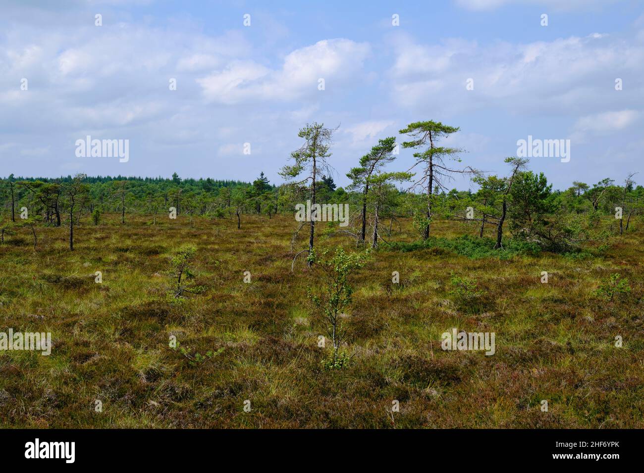 Landscape in the nature reserve Schwarzes Moor, Rhoen Biosphere Reserve ...