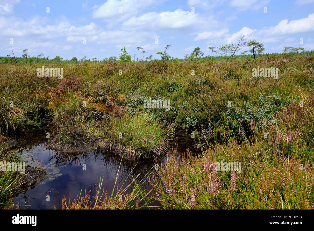Landscape in the nature reserve Schwarzes Moor, Rhoen Biosphere Reserve ...