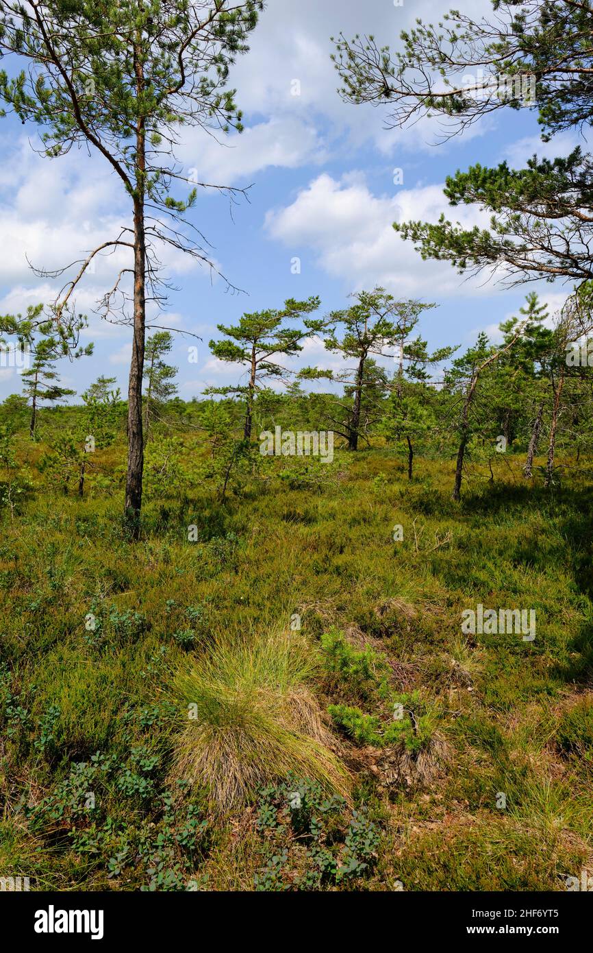 Landscape in the nature reserve Schwarzes Moor, Rhoen Biosphere Reserve ...