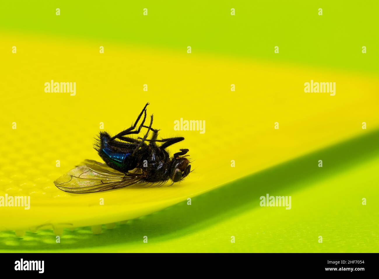 Dead Bluebottle fly on a yellow flyswatter with a green background and ...