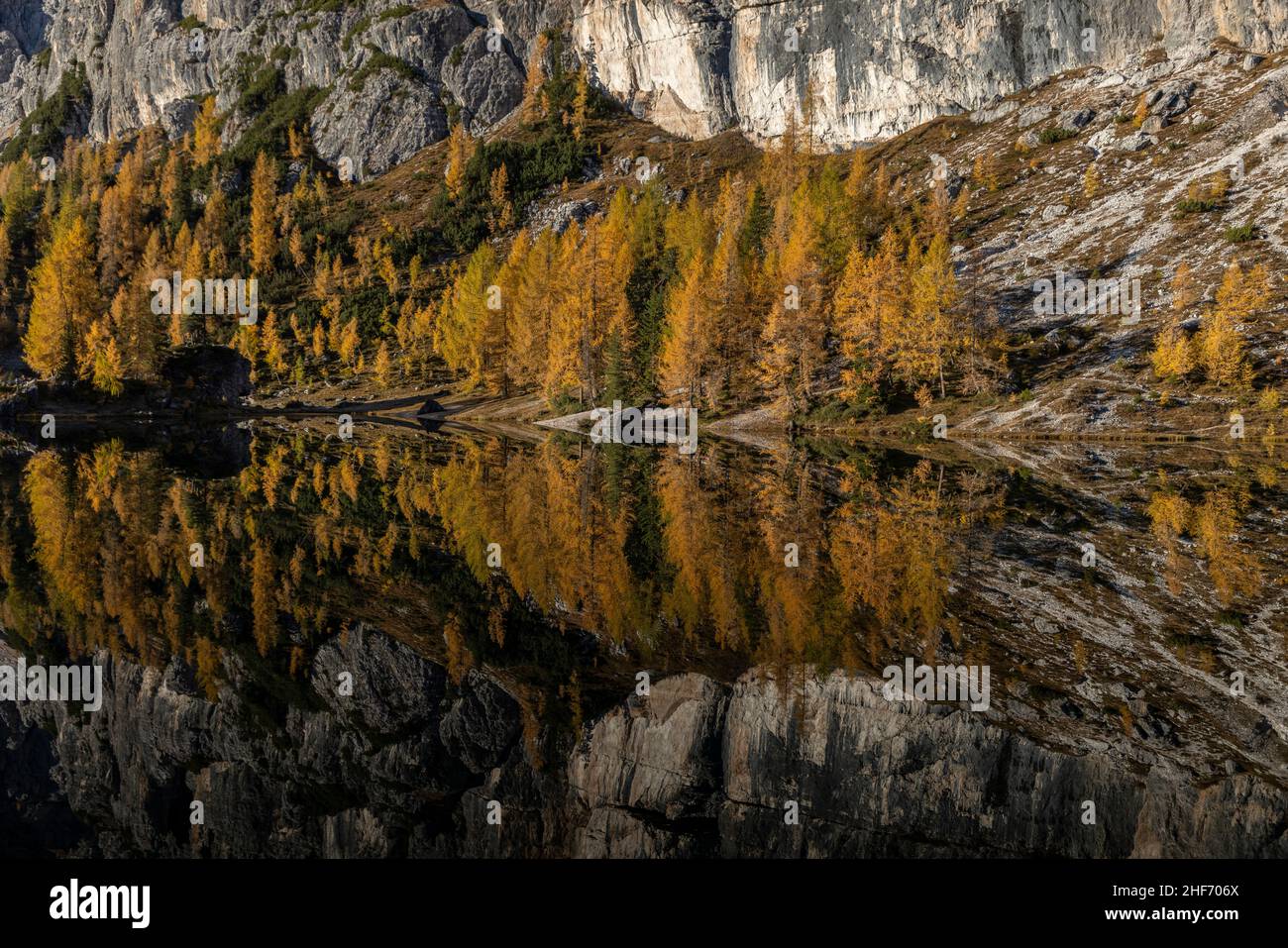 Golden larches are reflected in the mountain lake Stock Photo - Alamy