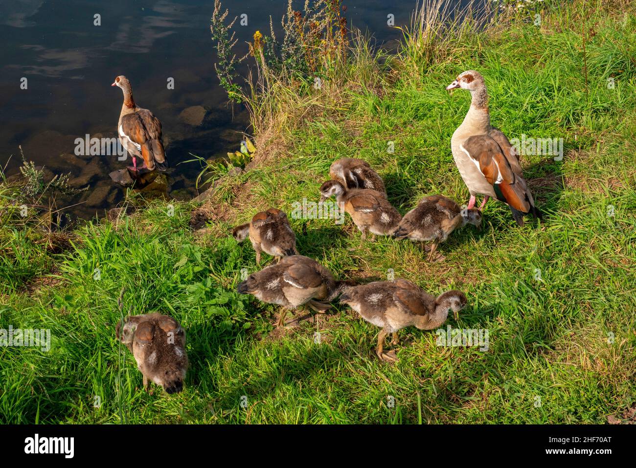 Egyptian goose family on the saar hi-res stock photography and images ...