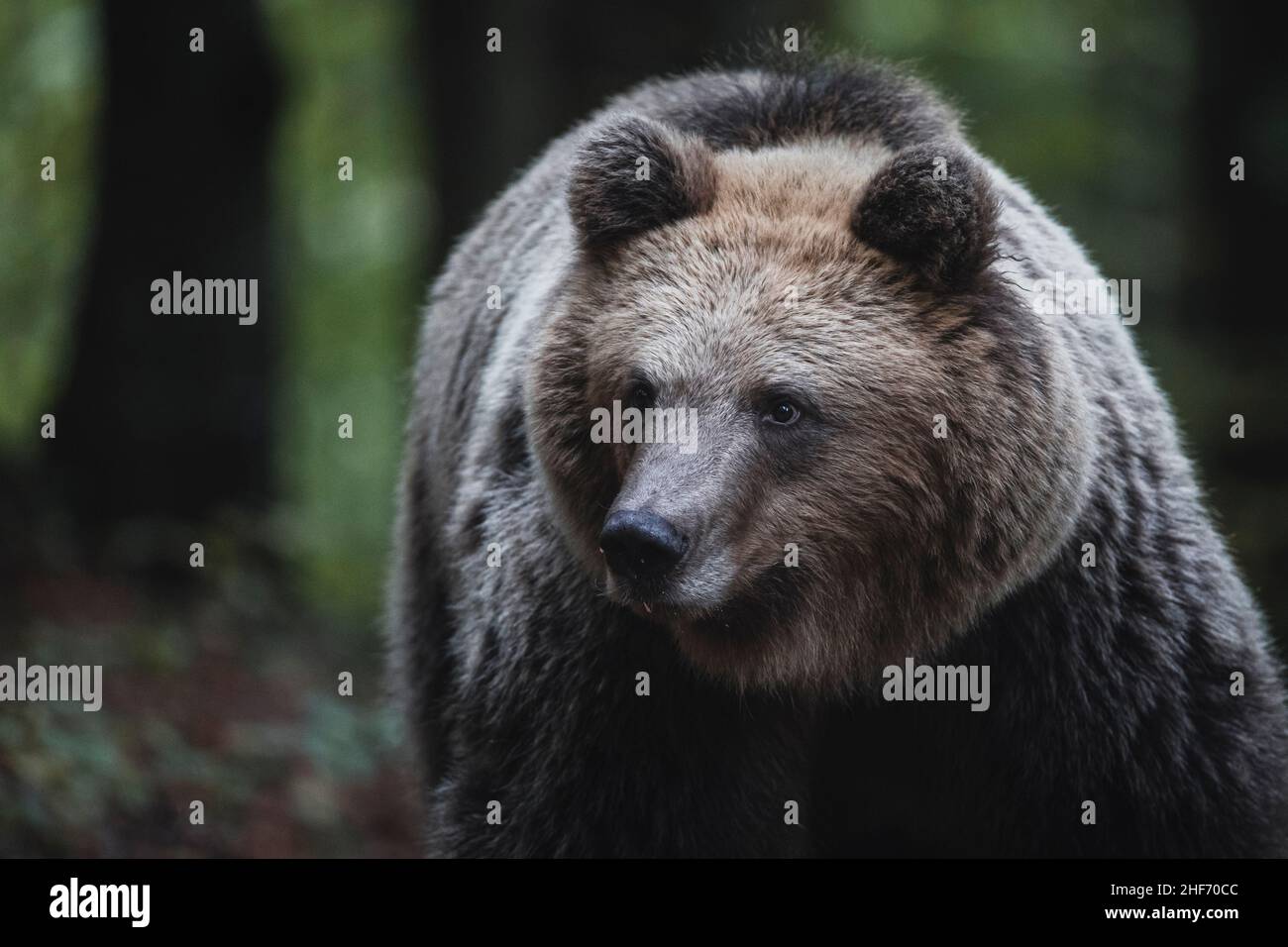 Brown bear roaming free in the forests of Slovenia Stock Photo - Alamy