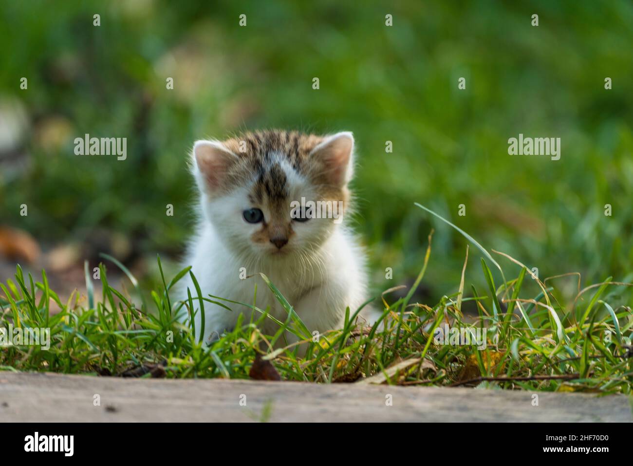 young cat outdoors Stock Photo - Alamy