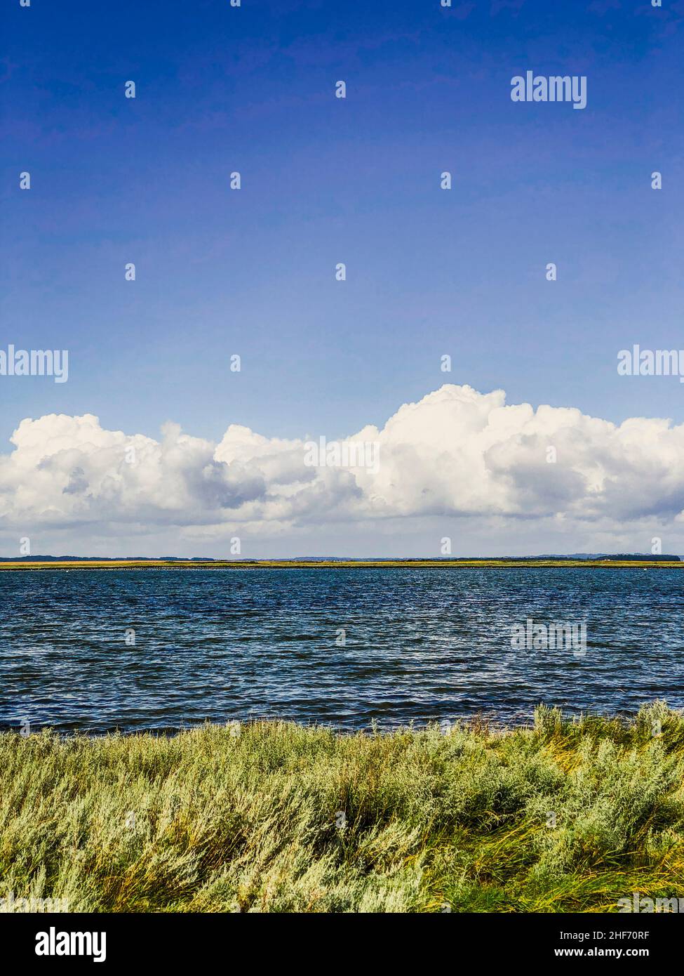 Plants, sea, water, grass, Fyn, Funen, landscape, West Funen, Denmark ...